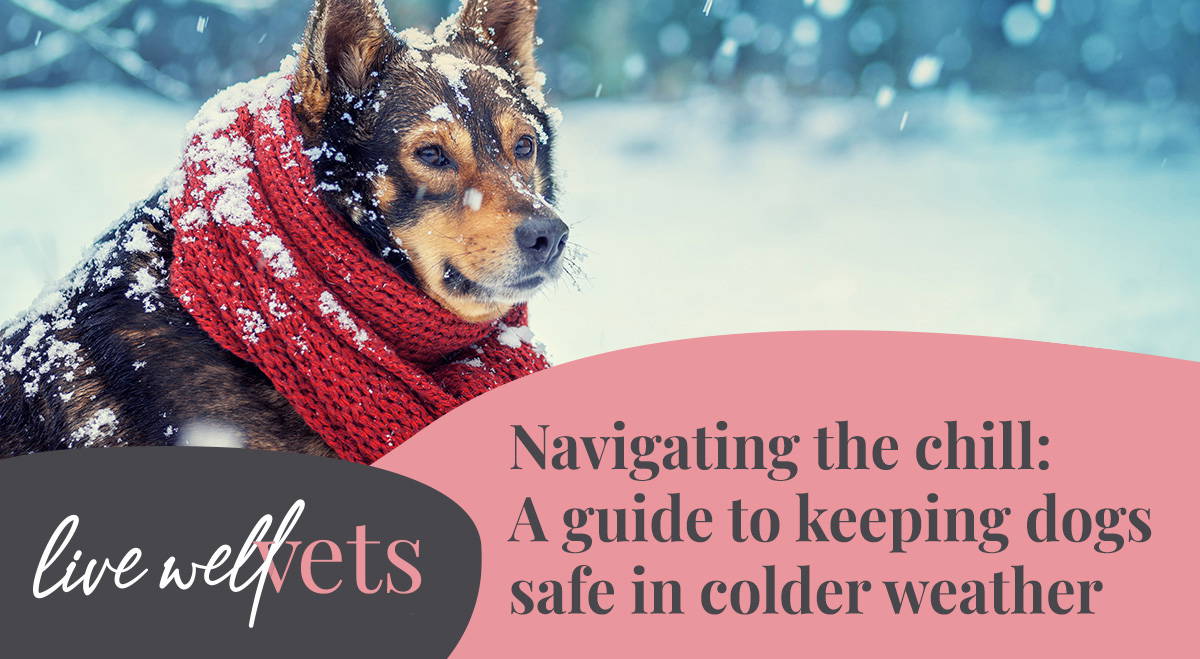 Navigating the chill: A guide to keeping dogs safe in colder weather