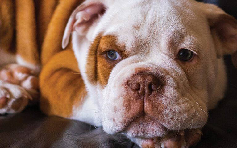 Understanding Symptoms of BOAS and Ways to Treat the Problem