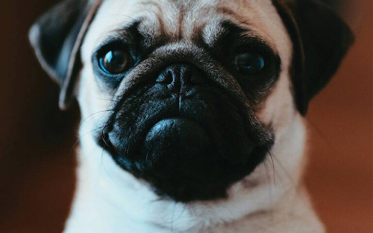 Understanding Symptoms of BOAS and Ways to Treat the Problem