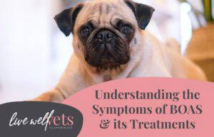 Understanding Symptoms of BOAS and Ways to Treat the Problem