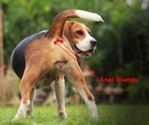 Anal Gland Removal for Dogs & Cats for Recurrent Problems