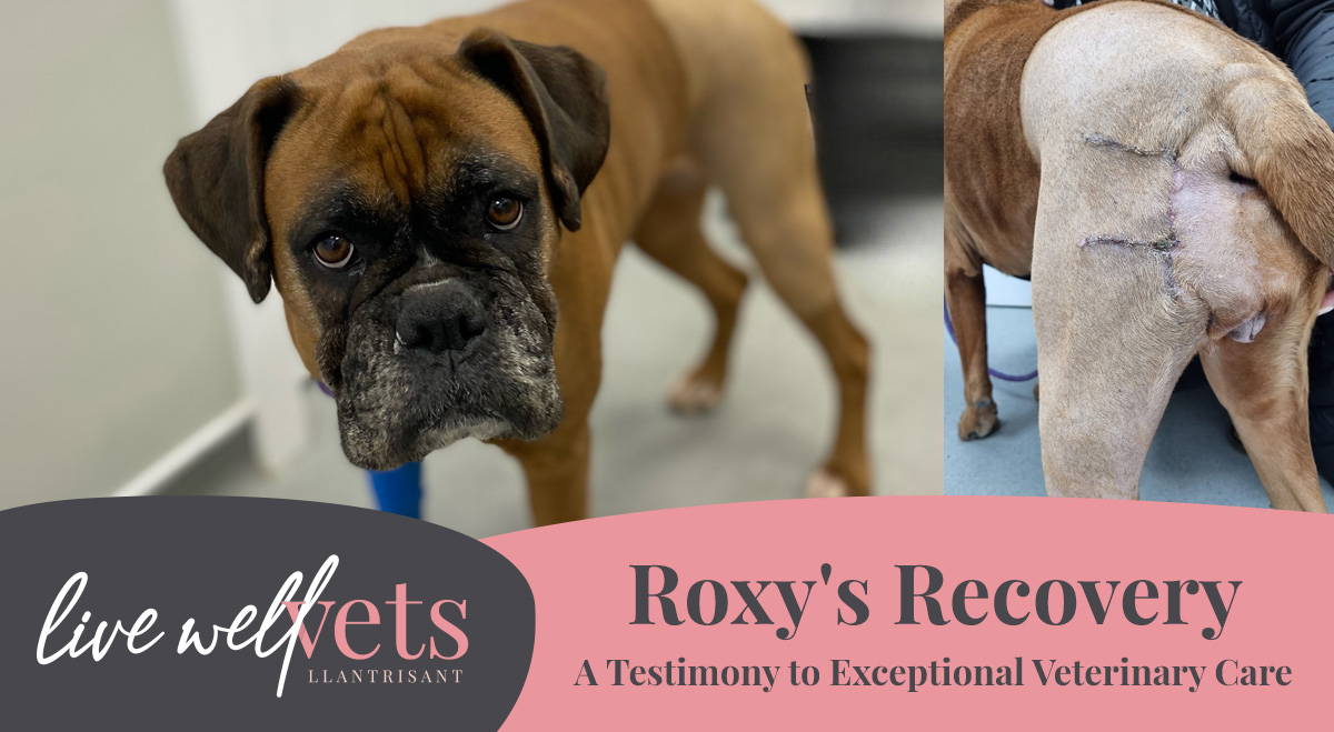 Roxy's Remarkable Recovery: Inspiring Pet Surgery and Veterinary Care
