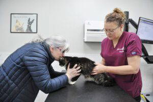 The importance of regular pet health checks: A guide for pet owners ...