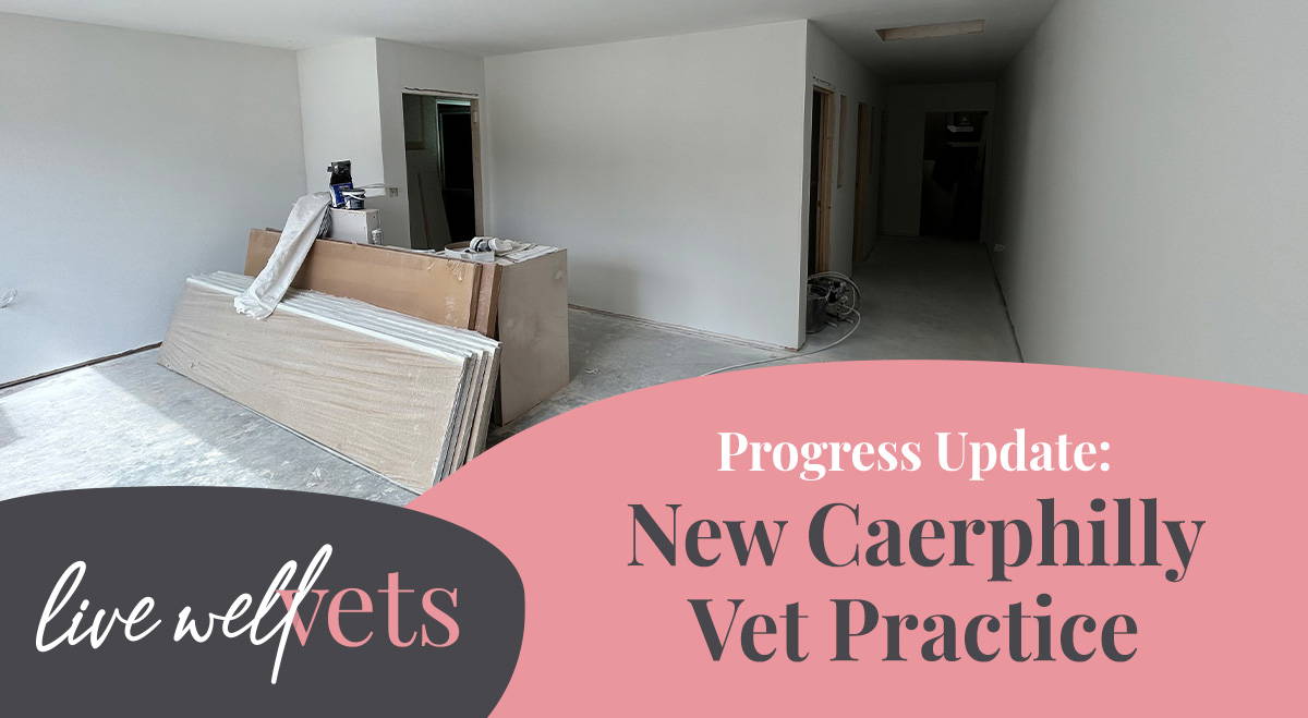 Progress Update: New Caerphilly Vet Practice Build in Full Swing - Live ...