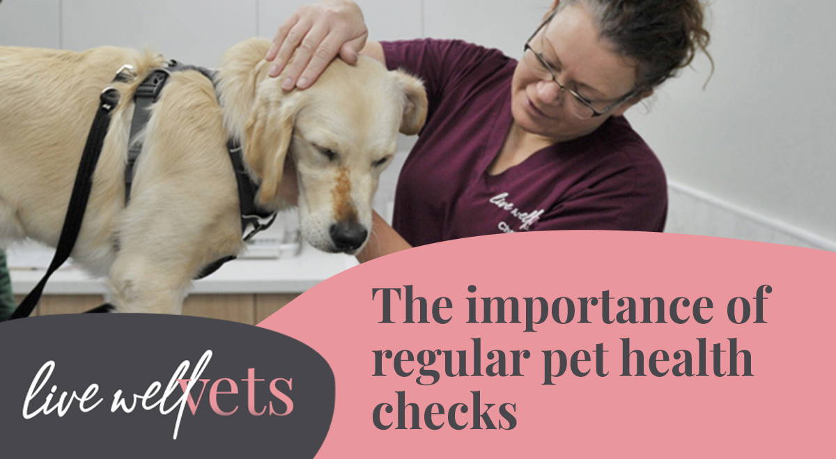 The importance of regular pet health checks: A guide for pet owners ...