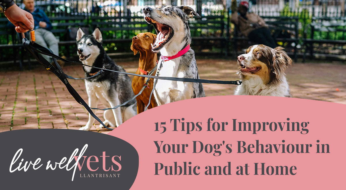 15 Tips for Improving Your Dog's Behaviour in Public and at Home - Live ...
