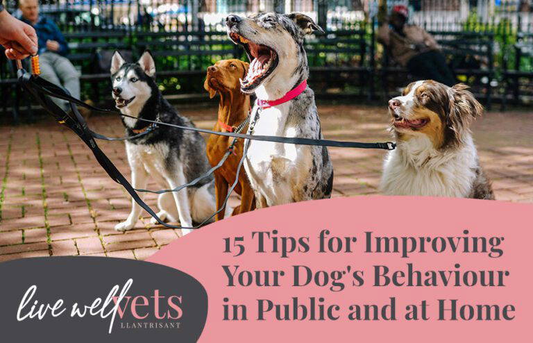 Vet Practice in Talbot Green & Caerphilly | Live Well Vets