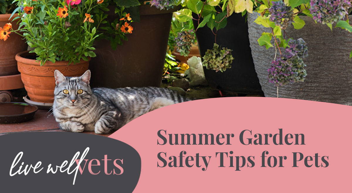 Summer Garden Safety Tips for Pets: Avoiding Toxic Plants and Hazards ...