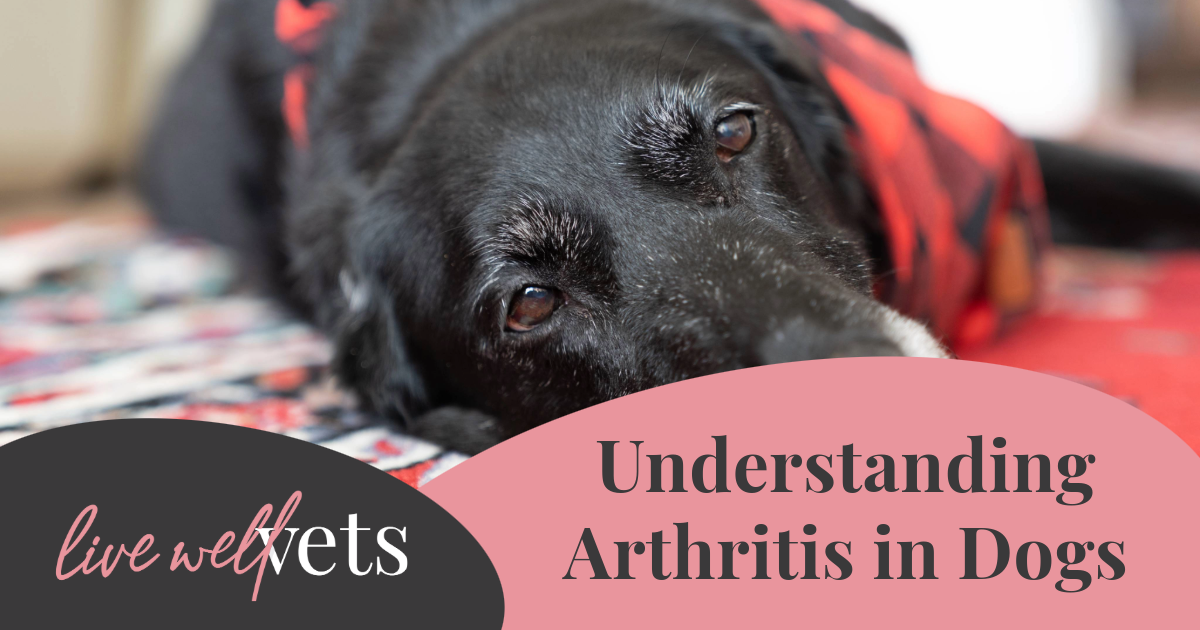 Understanding Arthritis in Dogs: Recognising the Signs and Providing ...