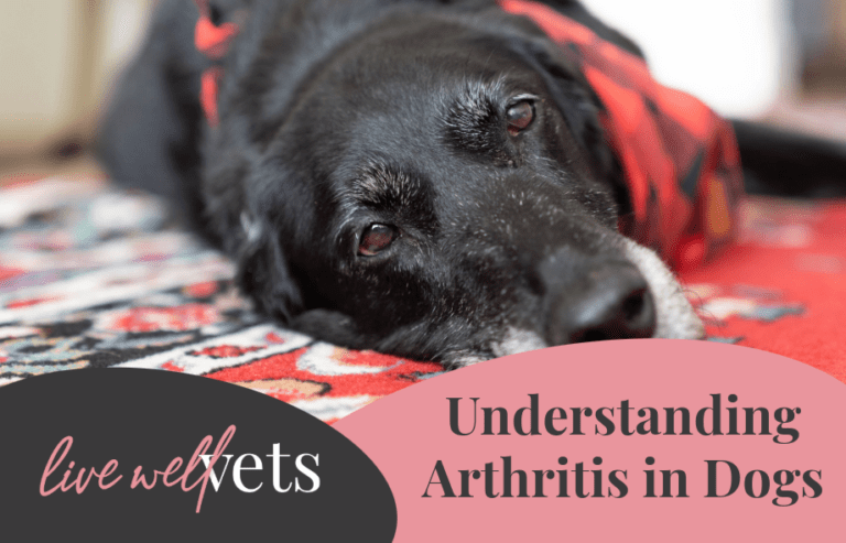 Understanding Arthritis in Dogs: Recognising the Signs and Providing ...