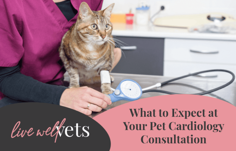 Vet Practice in Talbot Green & Caerphilly | Live Well Vets
