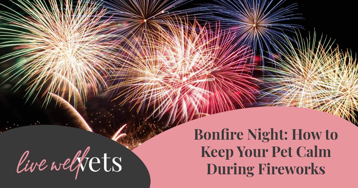 How to Keep Your Pet Calm During Fireworks | Live Well Vets